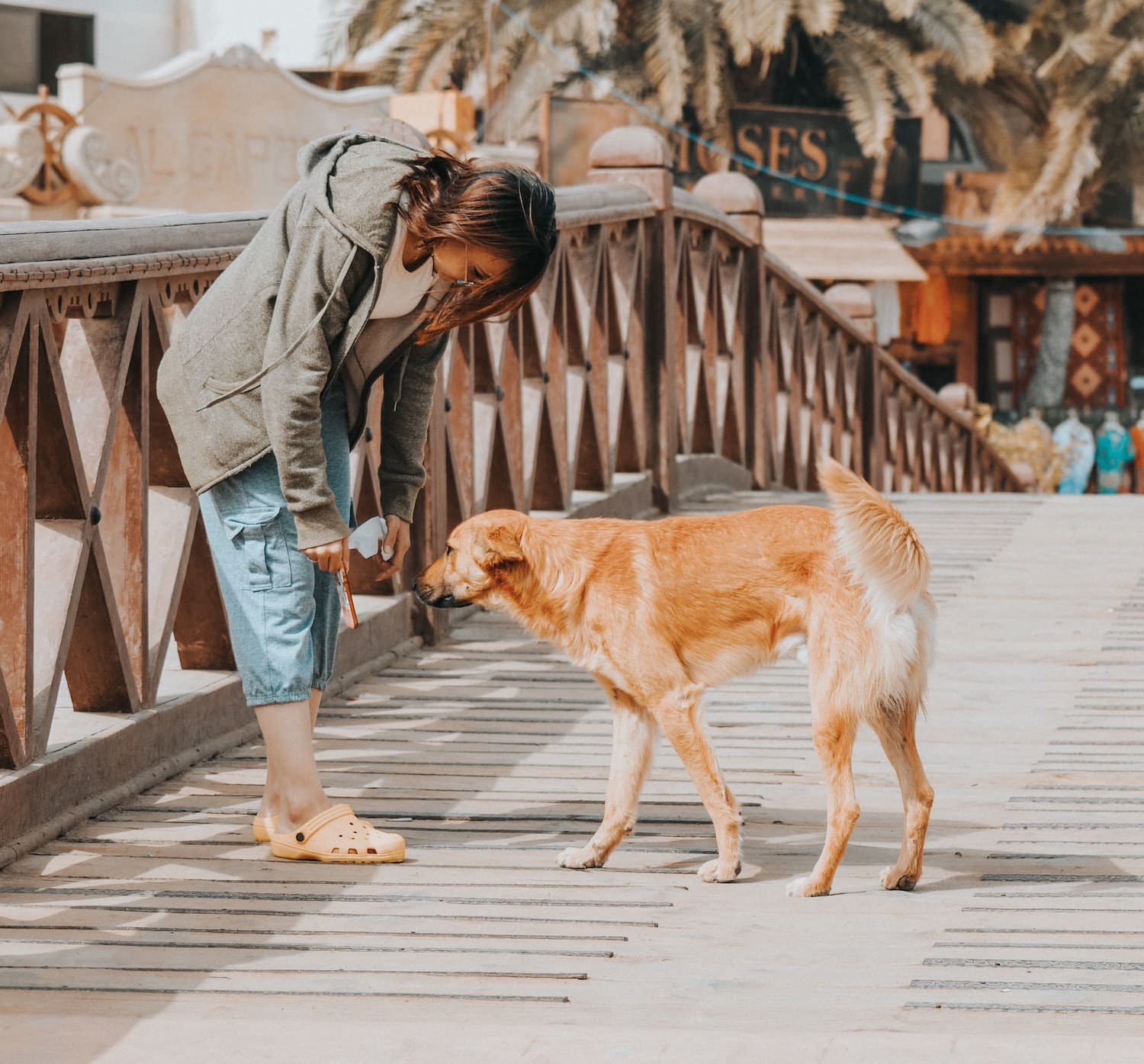 Where to take your dog in Cairo - PetAir