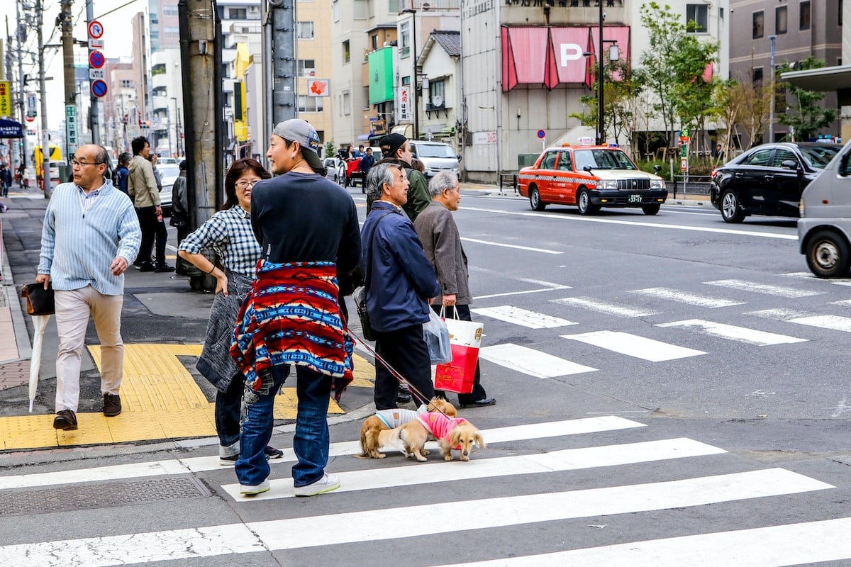 Where to take your dog in Japan - PetAir