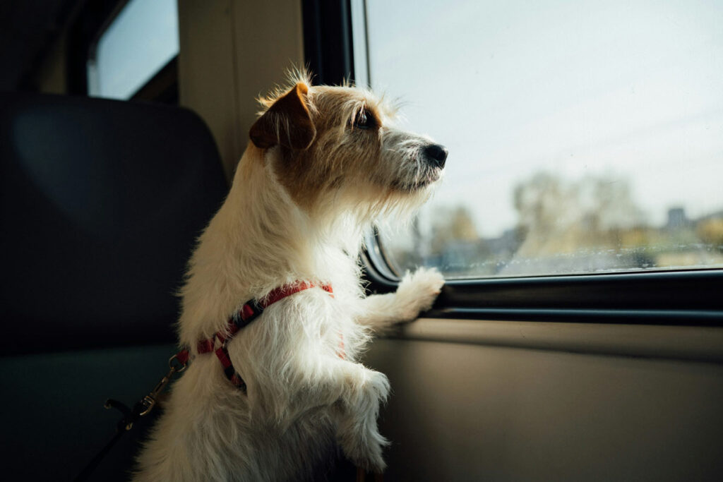 Bringing Pets to the UK from the USA | PetAir has you covered!