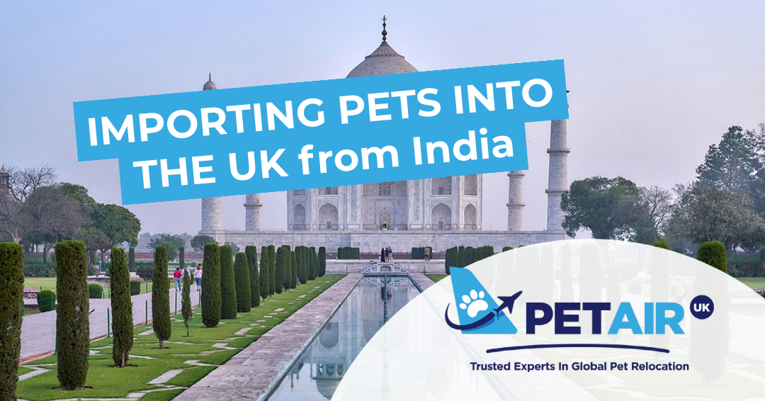 Bringing Pets to the UK from India | PetAir has you covered!