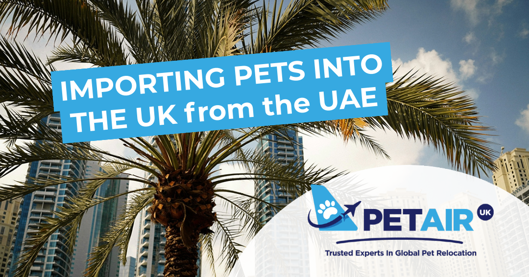 Bringing Pets to the UK from the UAE | PetAir has you covered!