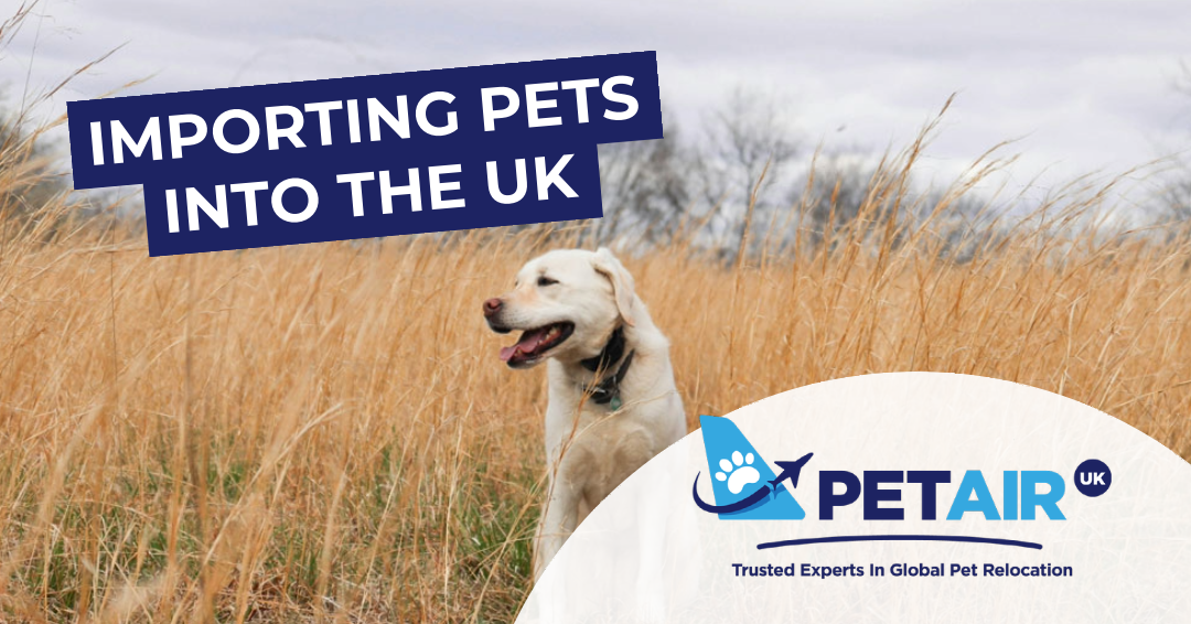 Importing pets into the UK | PetAir has you covered!
