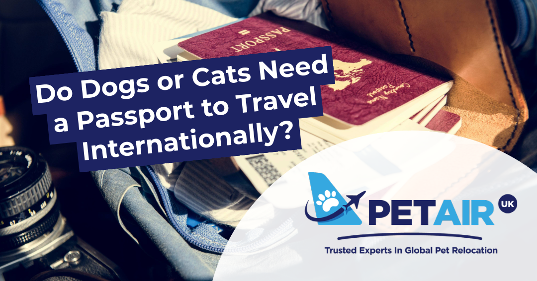 Do Dogs or Cats Need a Pet Passport to Travel Internationally? | PetAir UK