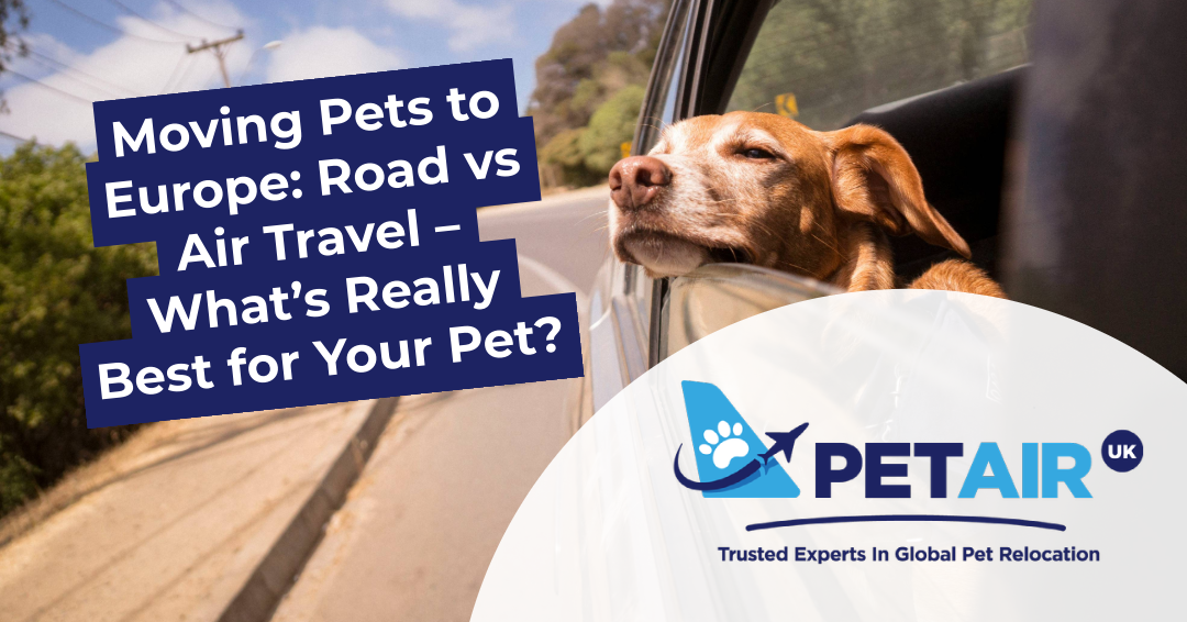 Moving Pets to Europe: Road vs Air Travel | PetAir UK
